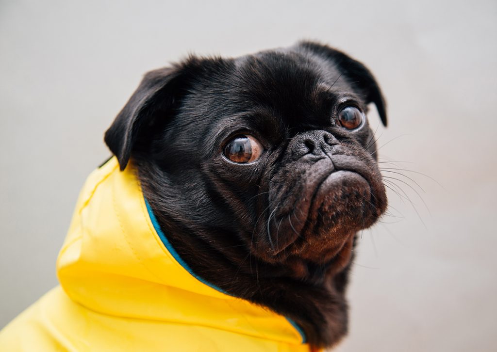 Dog Approved Rainy Day Activities Suds N Hugs Dog Approved Rainy Day Activities Suds N Hugs